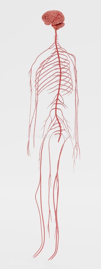 3D Render of Nervous System Stock Illustration - Illustration of ...