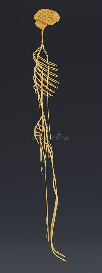 3D Render of Nervous System Stock Illustration - Illustration of brain ...