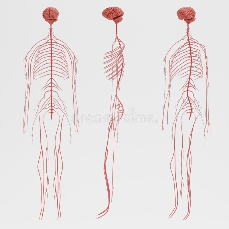 3D Render of Nervous System Stock Illustration - Illustration of nerve ...