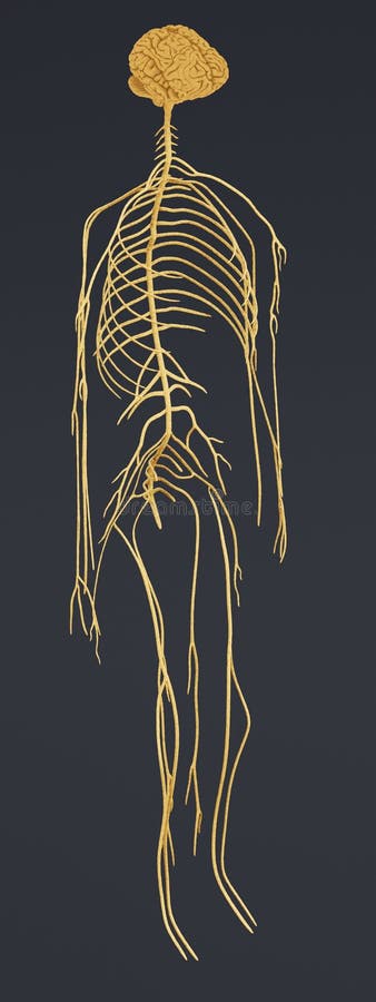 3D Render of Nervous System Stock Illustration - Illustration of organ ...