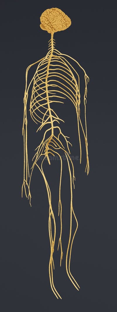 3D Render of Nervous System Stock Illustration - Illustration of organ ...