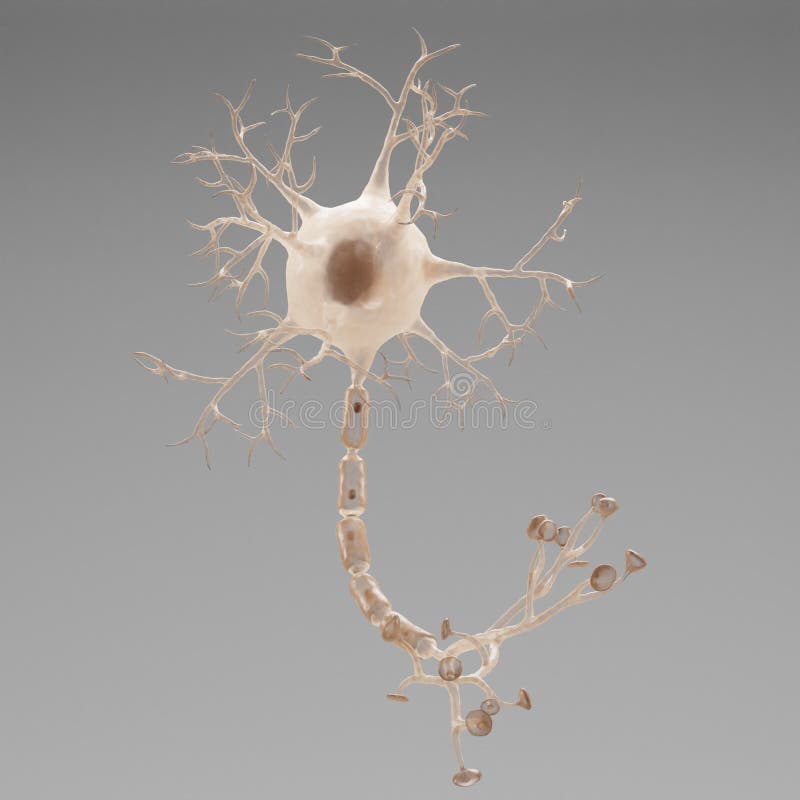 3D Render of Neuron stock illustration. Illustration of brain - 236348284