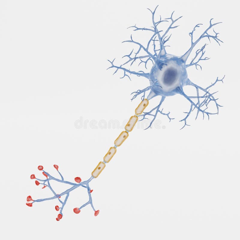 3D Render of Neuron stock illustration. Illustration of dendrit - 236442182
