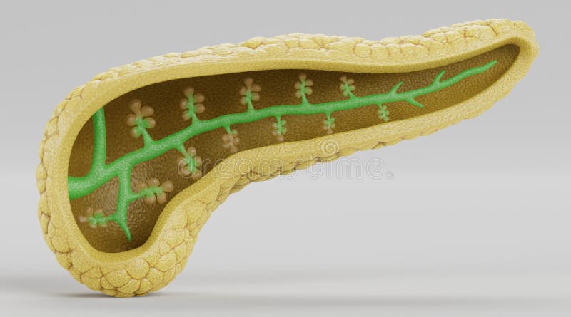 3D Render of Pancreas stock illustration. Illustration of bile - 236442189