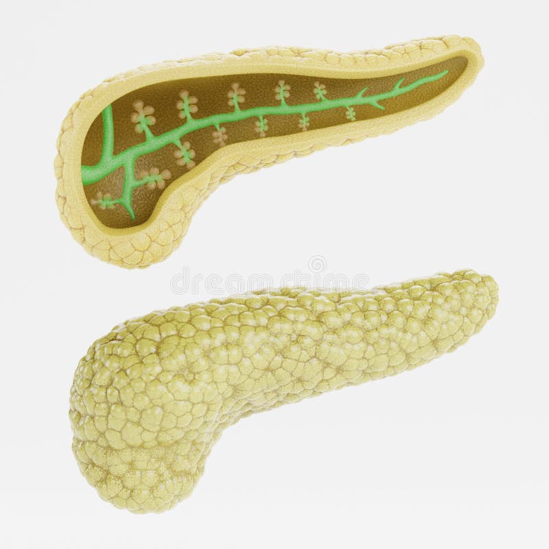 3D Render of Pancreas stock illustration. Illustration of digestive ...