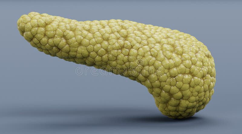 3D Render of Pancreas stock illustration. Illustration of realistic ...