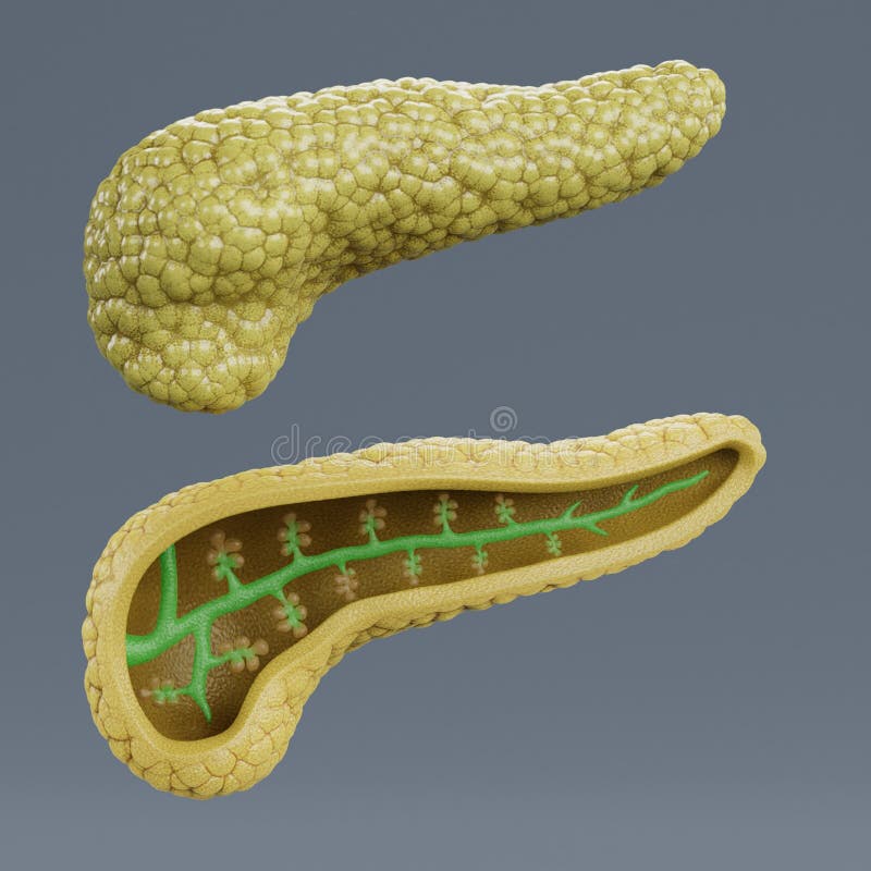 3D Render of Pancreas stock illustration. Illustration of operation ...