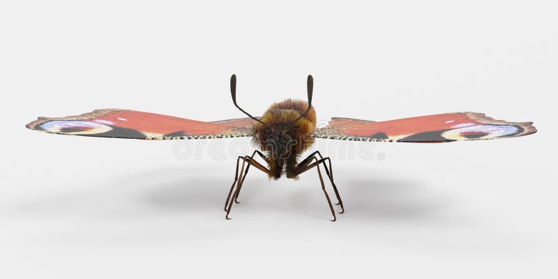 3D Render of Peacock Butterfly Stock Illustration - Illustration of ...
