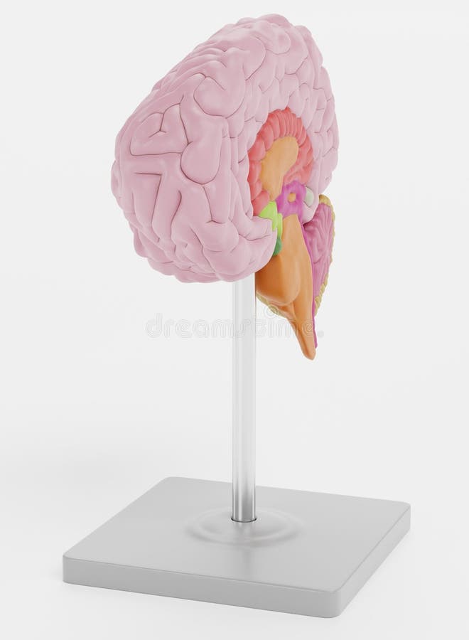 3D Render of Plastic Brain Model Stock Illustration - Illustration of ...