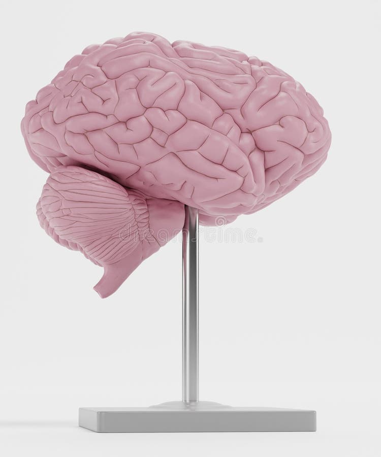 3D Render of Plastic Brain Model Stock Illustration - Illustration of ...