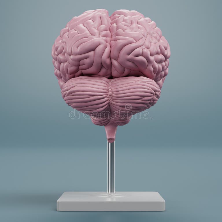 Plastic Brain Model Stock Illustrations – 175 Plastic Brain Model Stock ...