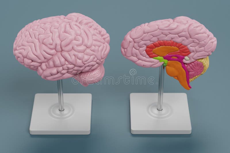 3D Render of Plastic Brain Model Stock Illustration - Illustration of ...