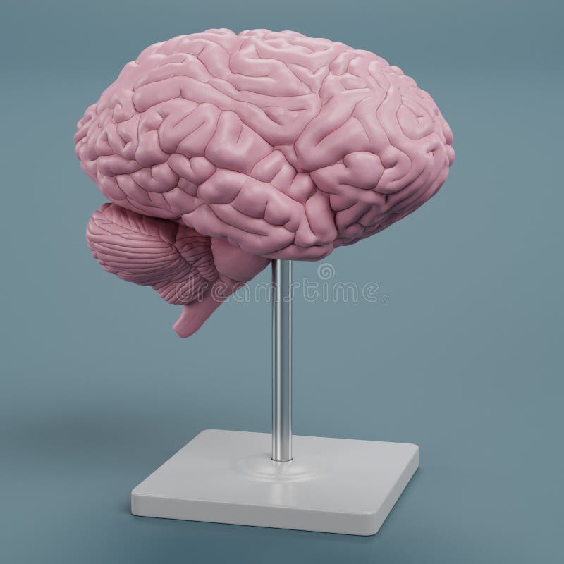3D Render of Plastic Brain Model Stock Illustration - Illustration of ...
