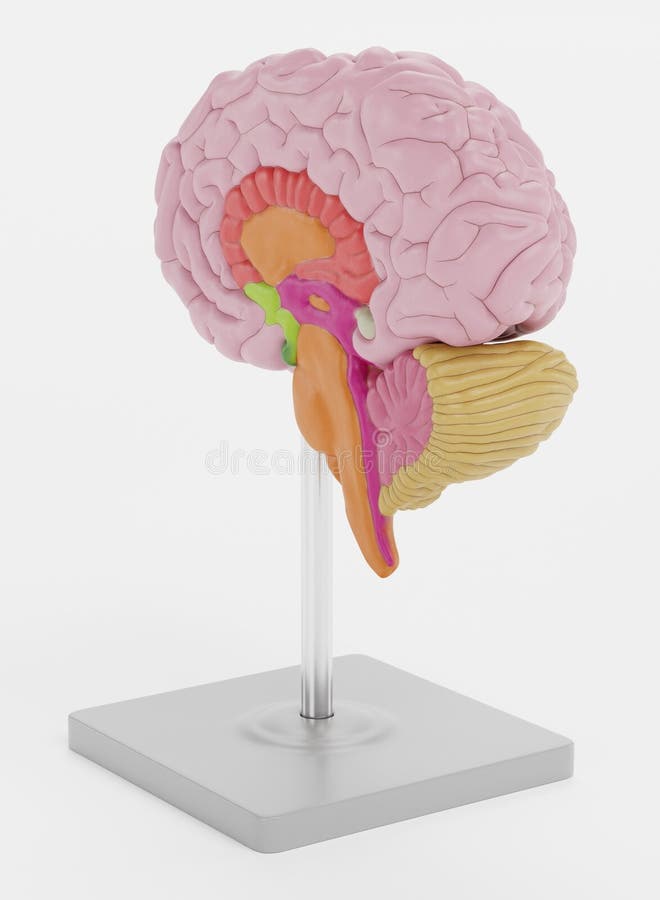 3D Render of Plastic Brain Model Stock Illustration - Illustration of ...