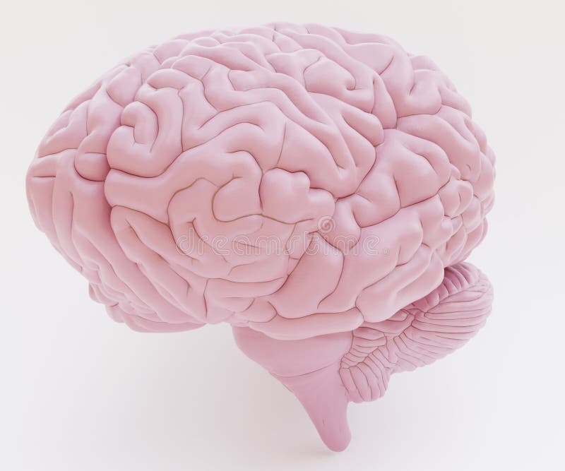 3D Render of Plastic Human Brain Stock Illustration - Illustration of ...