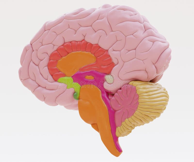 3D Render of Plastic Human Brain Stock Illustration - Illustration of ...