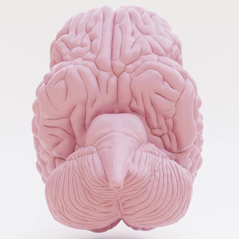 3D Render of Plastic Human Brain Stock Illustration - Illustration of ...