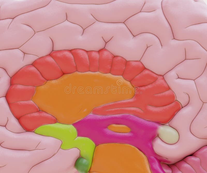3D Render of Plastic Human Brain Stock Illustration - Illustration of ...