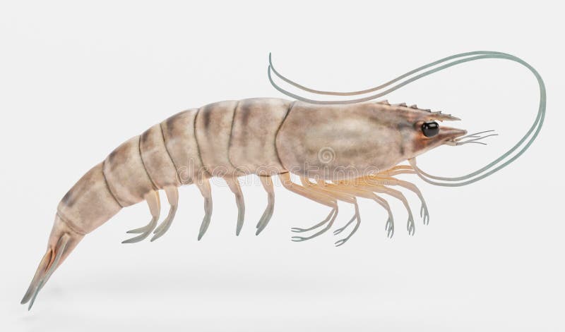 3D Render of Prawn stock illustration. Illustration of life - 220144906