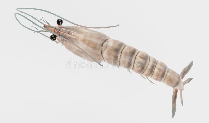 3D Render of Prawn stock illustration. Illustration of seafood - 220144907