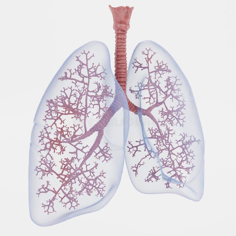 3D Render of Respiratory System Stock Illustration - Illustration of ...