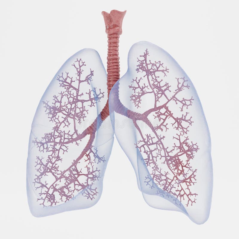 3D Render of Respiratory System Stock Illustration - Illustration of ...