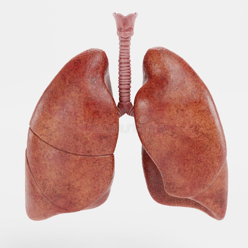 3D Render of Respiratory System Stock Illustration - Illustration of ...