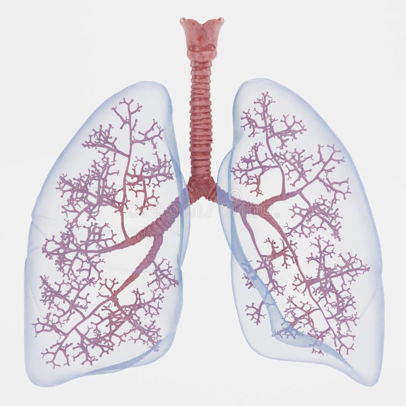 3D Render of Respiratory System Stock Illustration - Illustration of ...