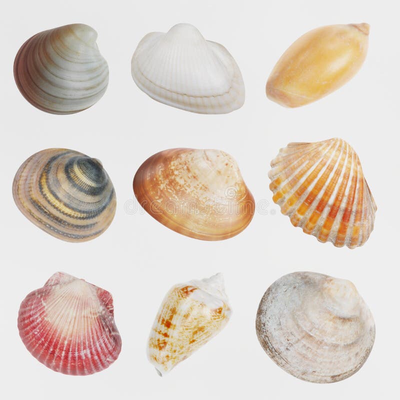 3D Render of Seashells stock illustration. Illustration of realistic ...