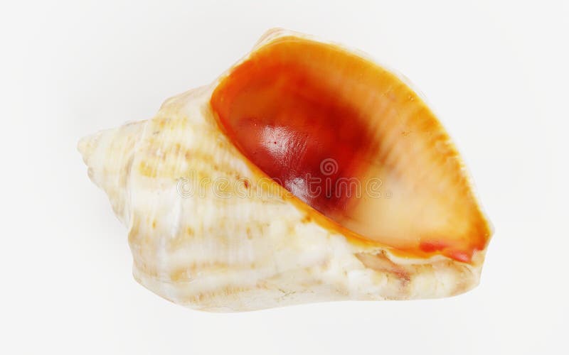 Limpet Shell Stock Illustrations – 199 Limpet Shell Stock Illustrations ...