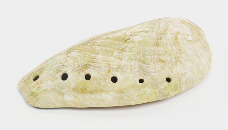 3D render of shell stock illustration. Illustration of beach - 115124154