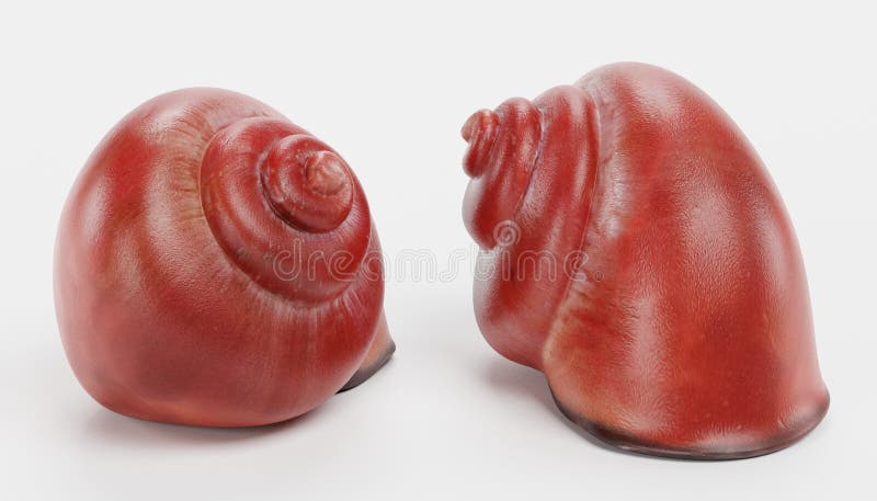 3D Render of Snail Shell stock illustration. Illustration of render ...