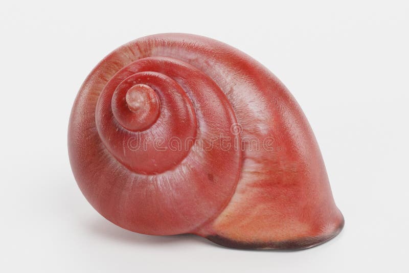 3D Render of Snail Shell stock illustration. Illustration of aspersa ...