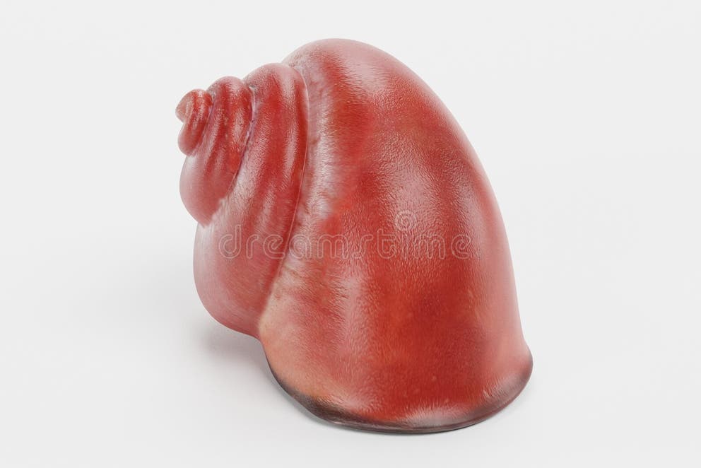 3D Render of Snail Shell stock illustration. Illustration of animal ...