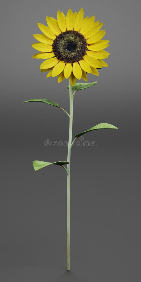 3D Render of Sunflower Field Stock Illustration - Illustration of ...