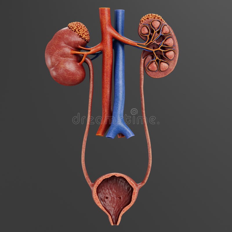 3D Render of Urinary Tract stock illustration. Illustration of urethra ...