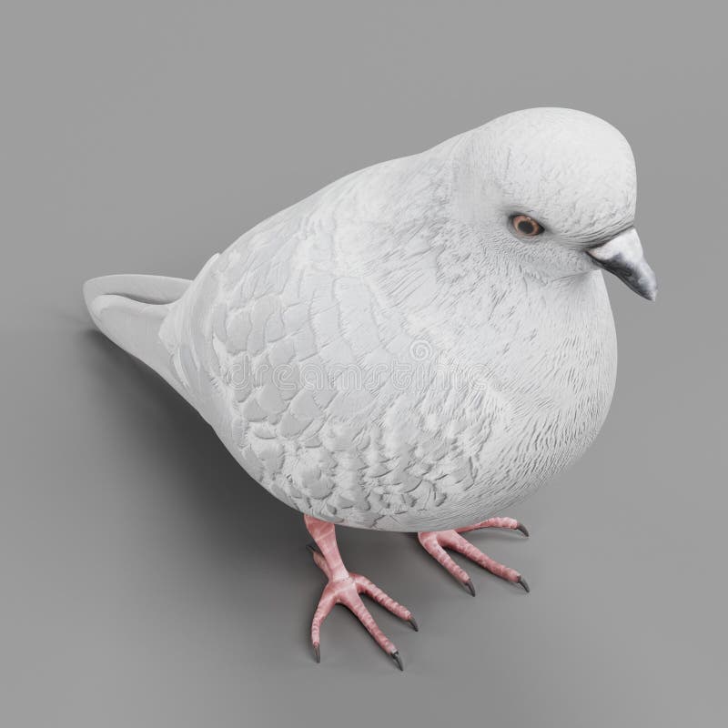 3D Render of White Pigeon stock illustration. Illustration of model ...