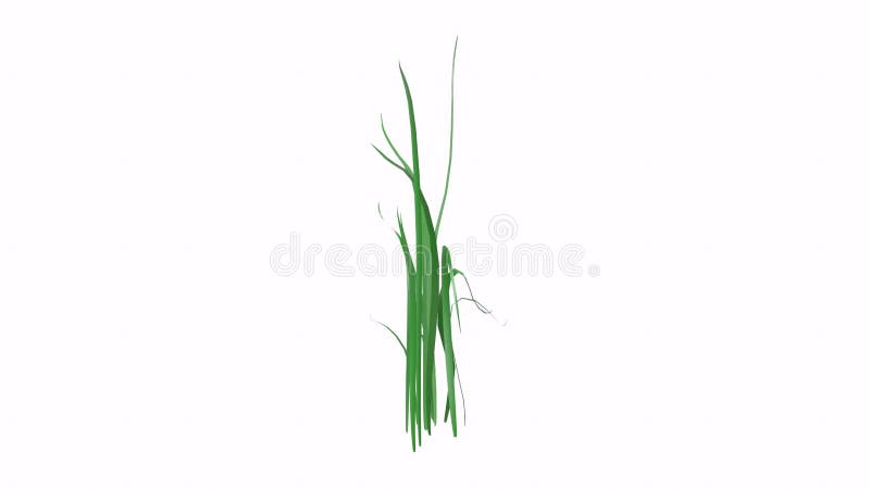 Realistic 3D Rendering of Grass with Varying Heights and Textures Stock ...