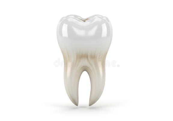 Realistic 3d Rendering of a Human Molar Tooth Showing Enamel Dentin and ...