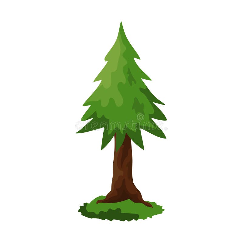Realistic Dense Green Spruce Isolated on White Background - Vector ...