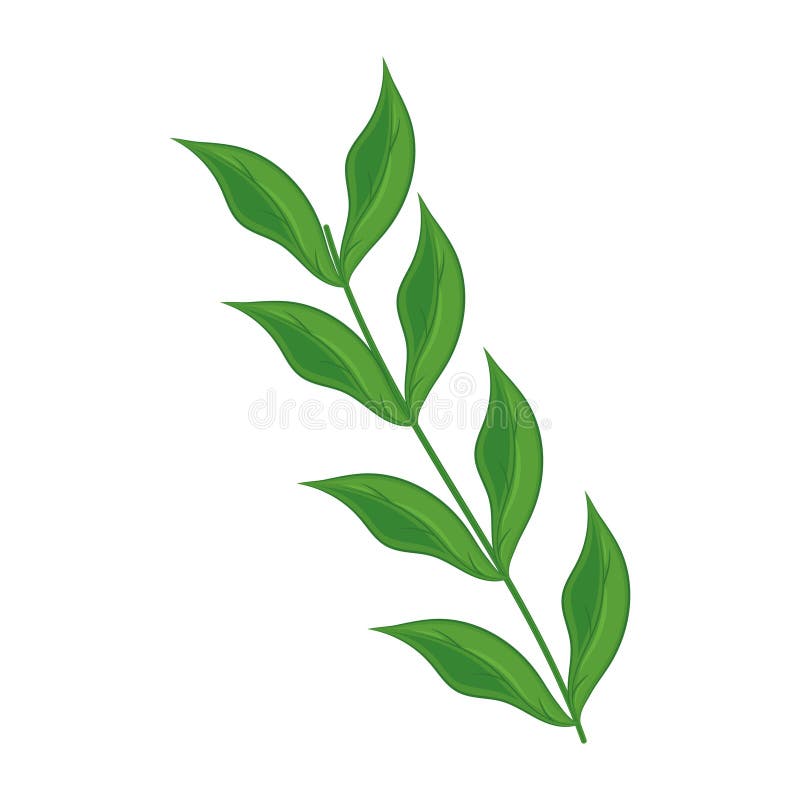 Realistic Detailed Branch of Leaves Vector Stock Vector - Illustration ...