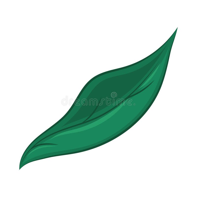 Realistic Detailed Leaf Vector Stock Vector - Illustration of plant ...