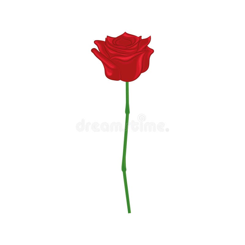 Realistic Detailed Rose Flower Vector Stock Vector - Illustration of ...