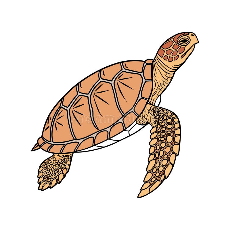 Eastern Box Turtle Nature Artwork Stock Illustrations – 17 Eastern Box ...