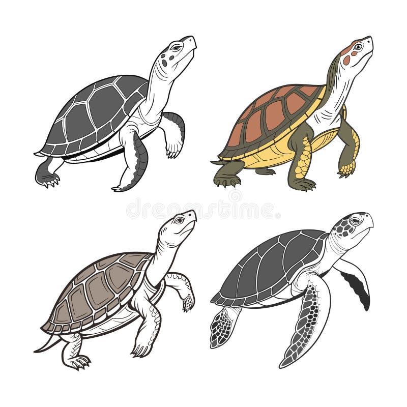 Realistic Eastern Long-Necked Turtle Artwork Stock Vector ...