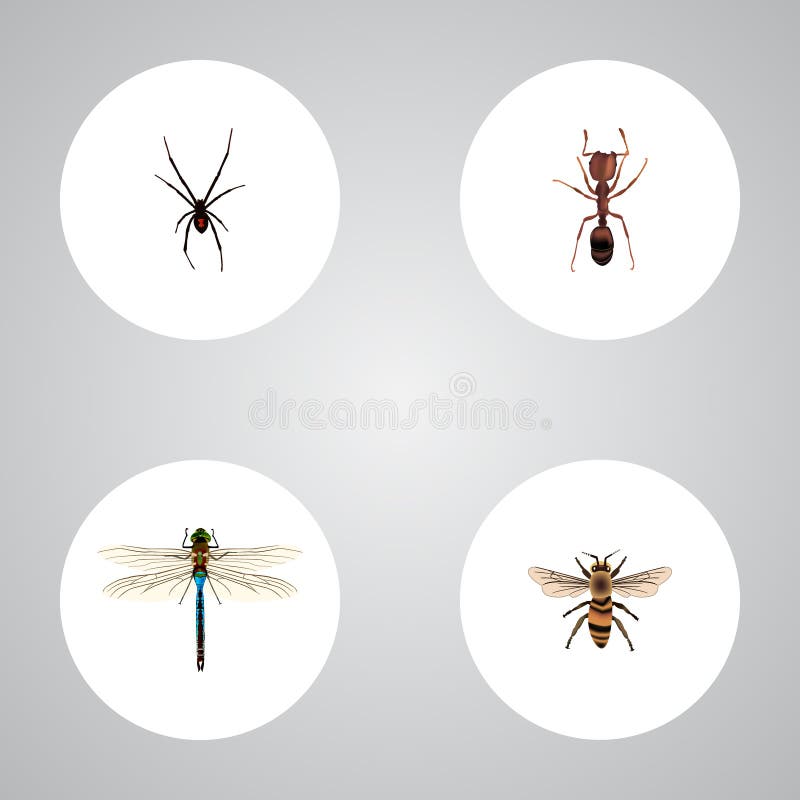 Realistic Emmet, Damselfly, Wasp and Other Vector Elements. Set of Bug ...