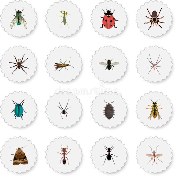 Realistic Emmet, Midge, Bee and Other Vector Elements. Set of Insect ...