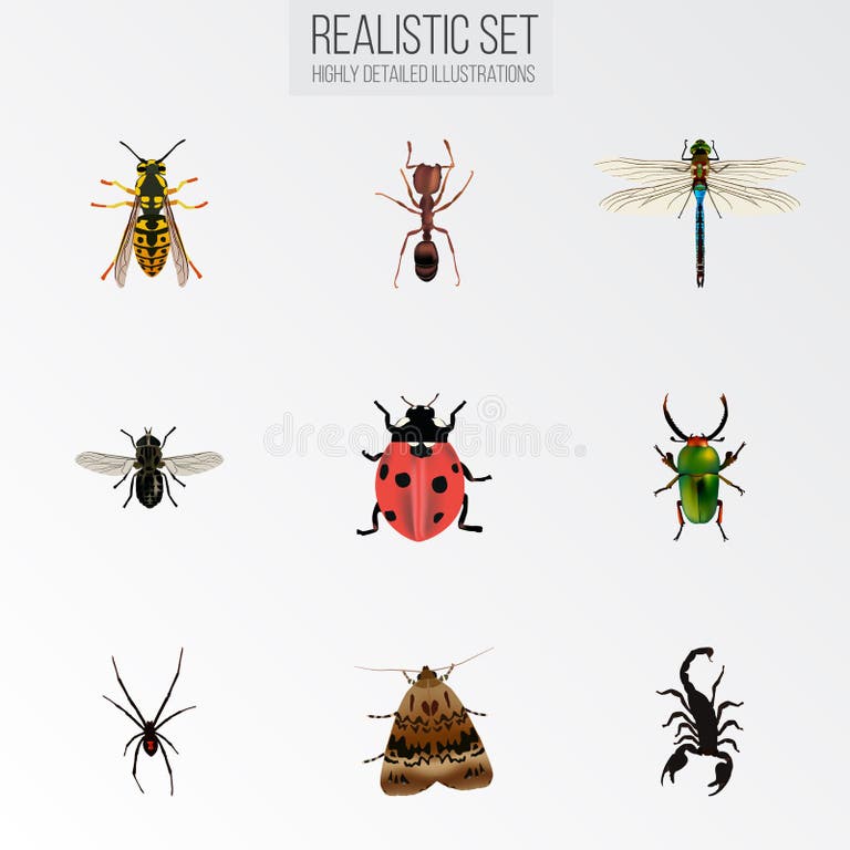Bug Realistic Stock Illustrations – 7,001 Bug Realistic Stock ...