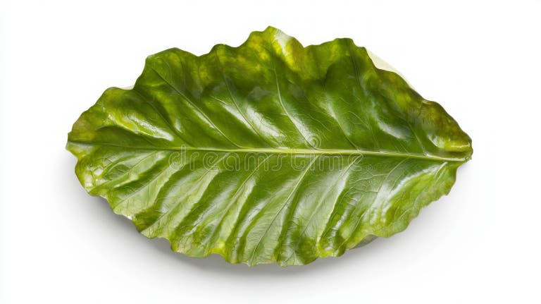 Realistic Empty Leaf Design for Nature-inspired Art and Decor Stock ...