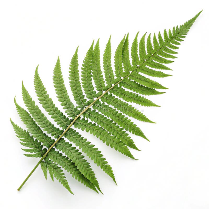 Realistic Fern Leaf Isolated on White Background Stock Illustration ...